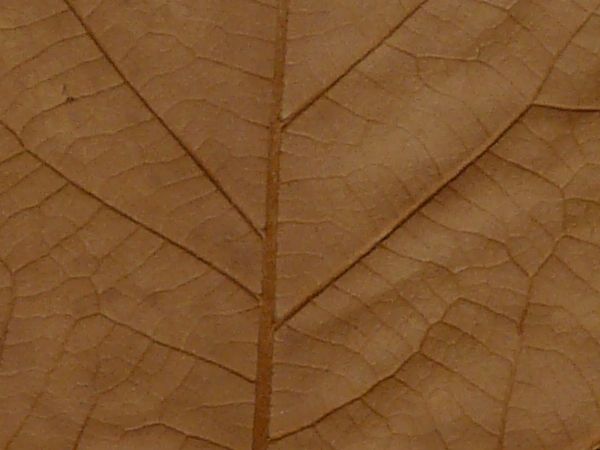 texture 0001 - Texturelib